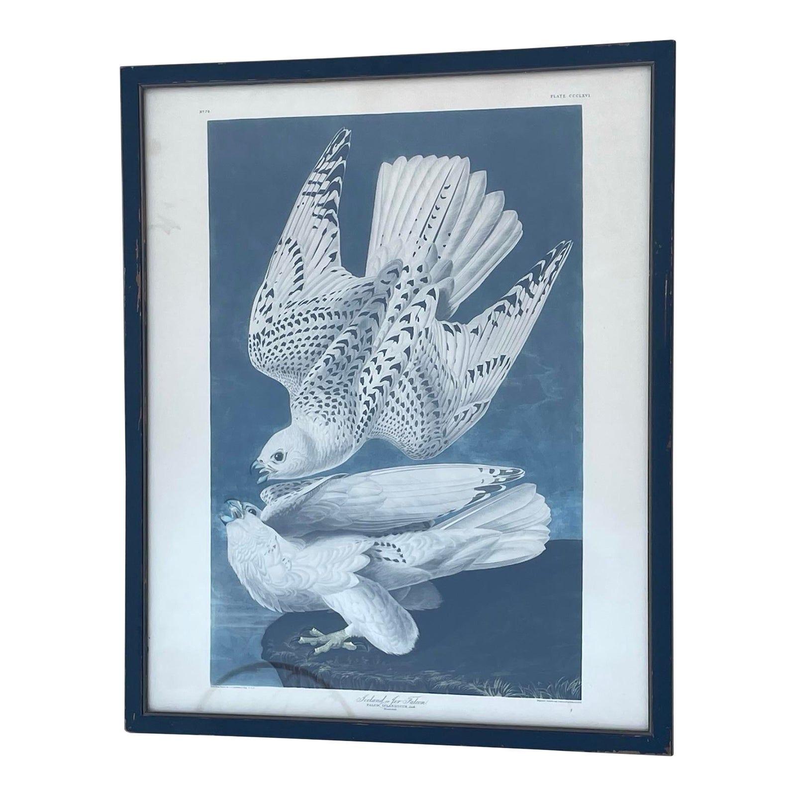 Antique Audubon Print by K. Havell 1837 | Chairish