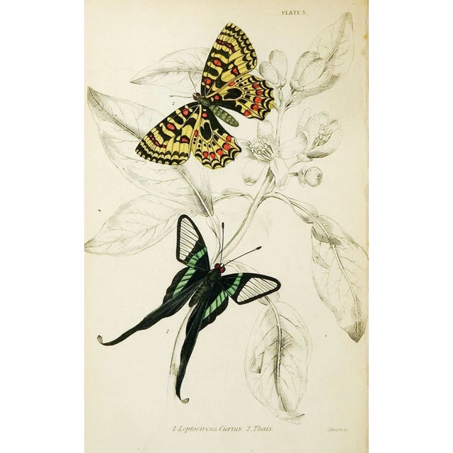 Butterfly Engraving Prints by William Lizars - a Pair | Chairish