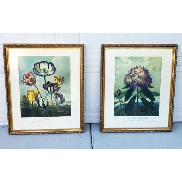 Vintage Set of Two Dr Robert John Thornton Botanical Prints, the Tulips ...