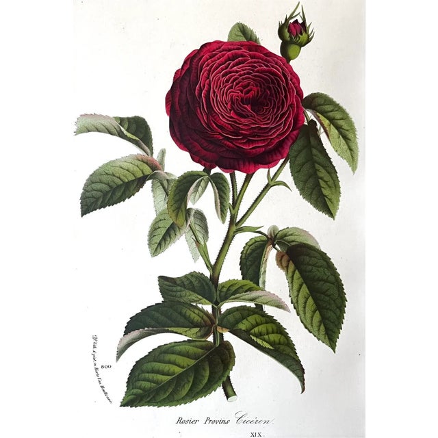 Original Antique French Floral Botanical the Roses of Provence by Van ...