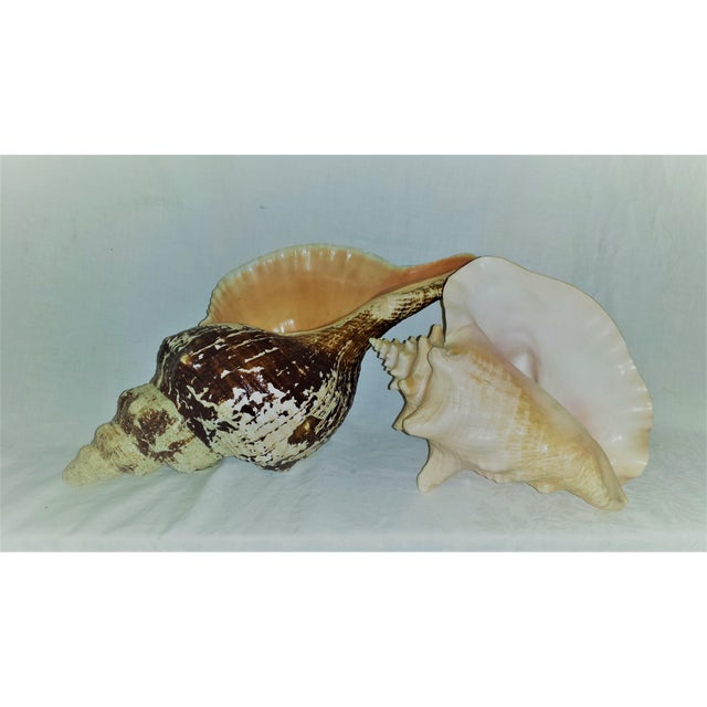 Huge Nautical Natural Conch Shells - a Pair | Chairish