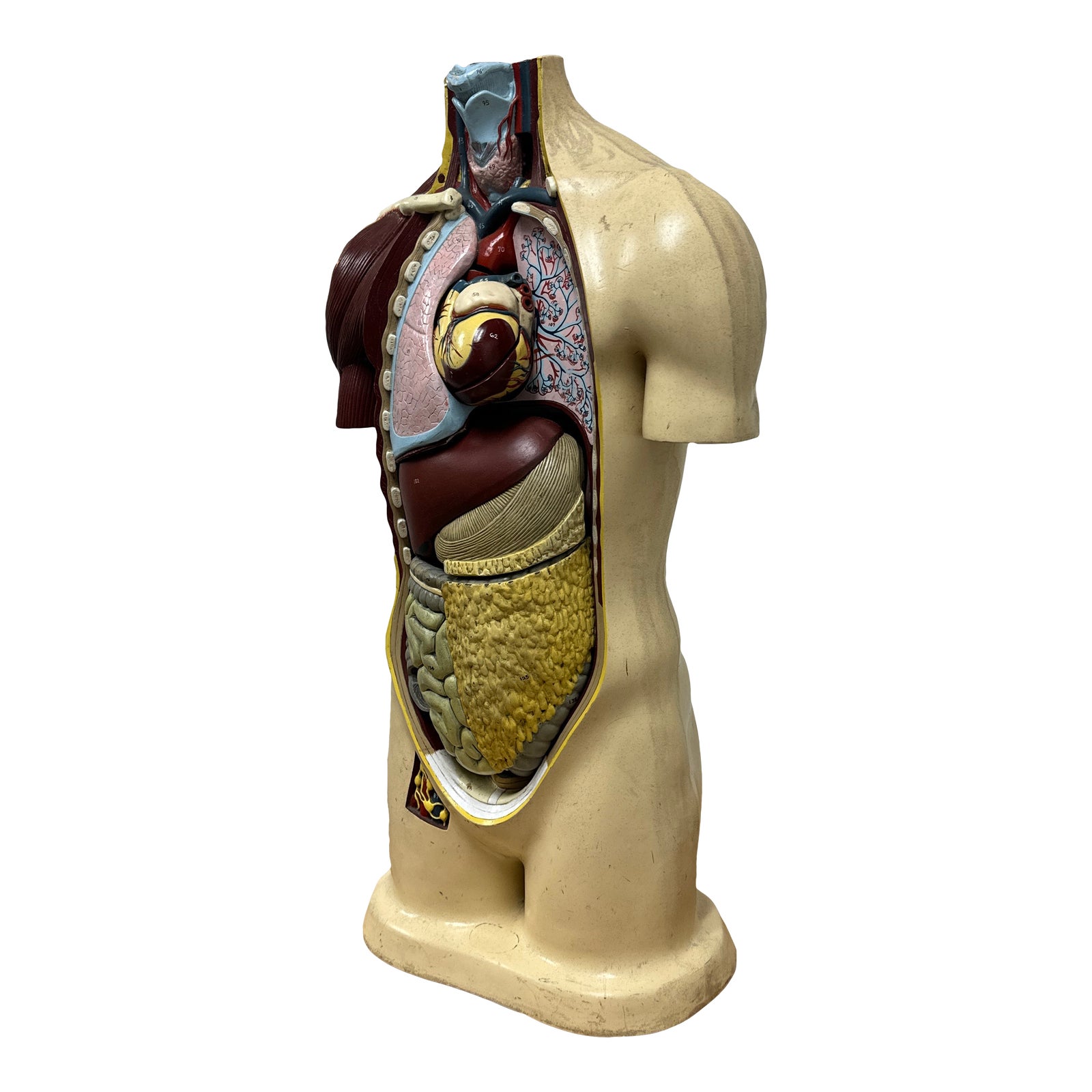 Nystrom Biological Model 1964 - 5/6 Removable Organs | Chairish