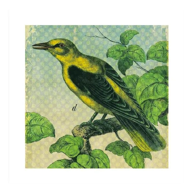 Antique 'Yellow Bird' Archival Print | Chairish