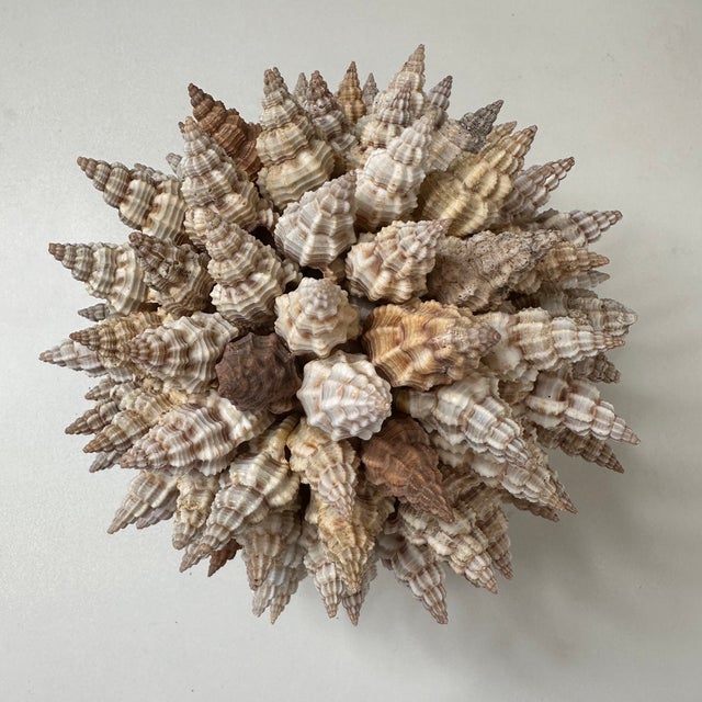 Triton Sea Shell Sculpture | Chairish