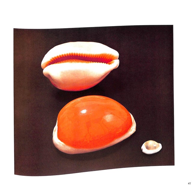 "The Shell: Five Hundred Million Years of Inspired Design" 1988 Stix ...