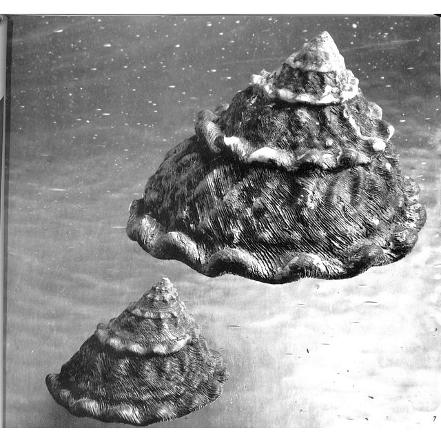 "The Shell: Five Hundred Million Years of Inspired Design" 1988 Stix ...