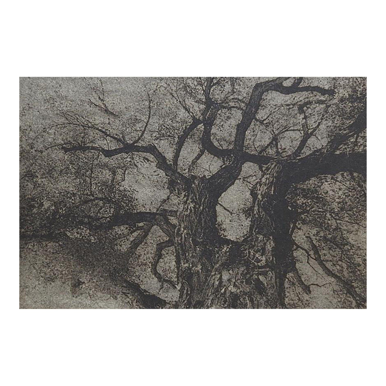 Late 20th Century Gray Tones Cyanotype Tree Photograph | Chairish
