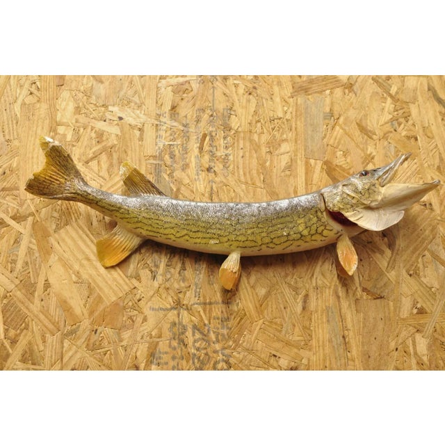 Vintage Northern Pike Wall Mount Taxidermy Real Skin Fishing Wall Decor ...