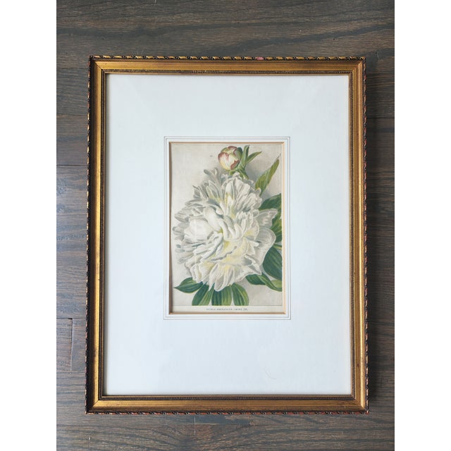 Pair of Gold Framed 1895 Antique Original Botanical Chromolithograph ...