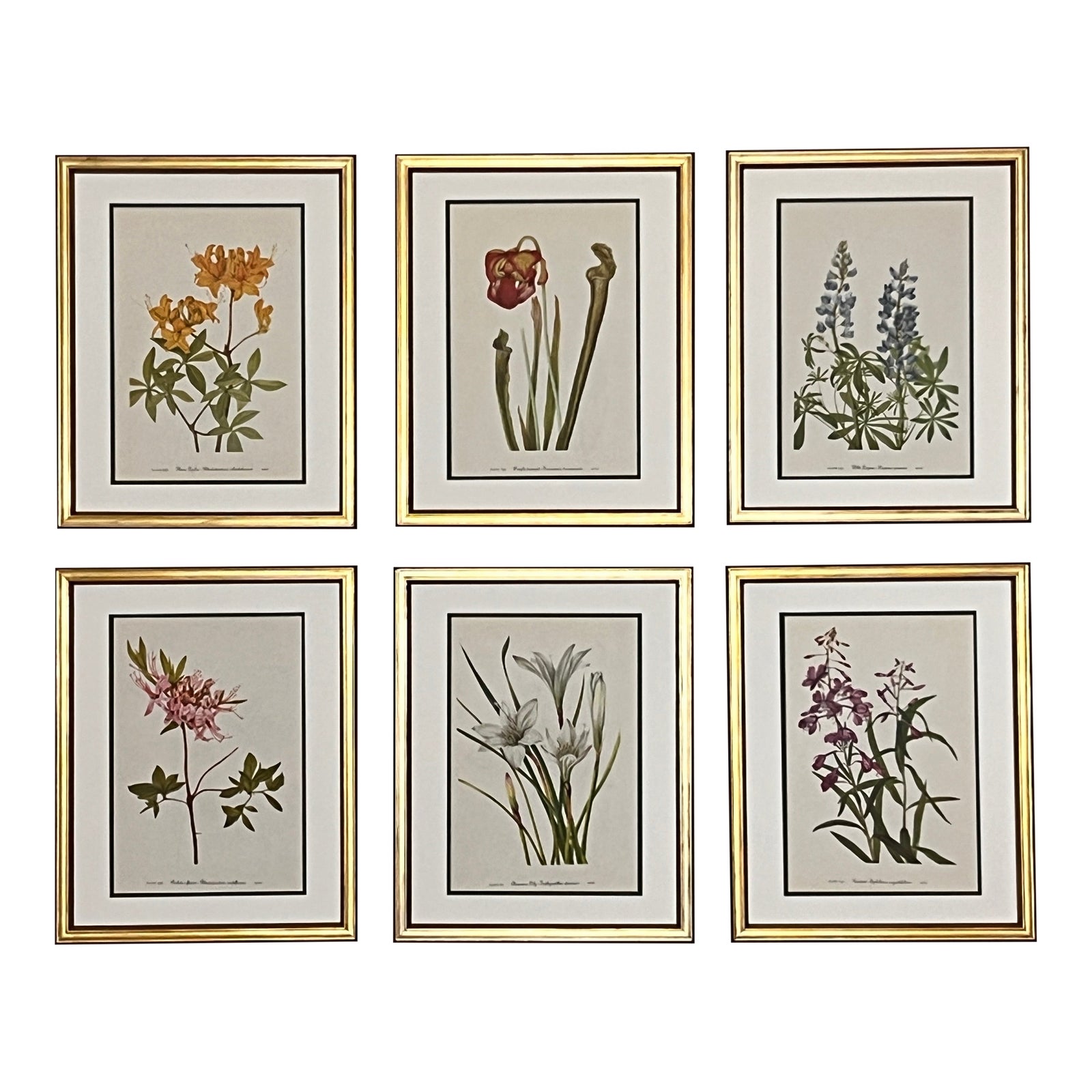 Mid 20th Century Framed Vintage Botanical Prints - Set of 6 | Chairish