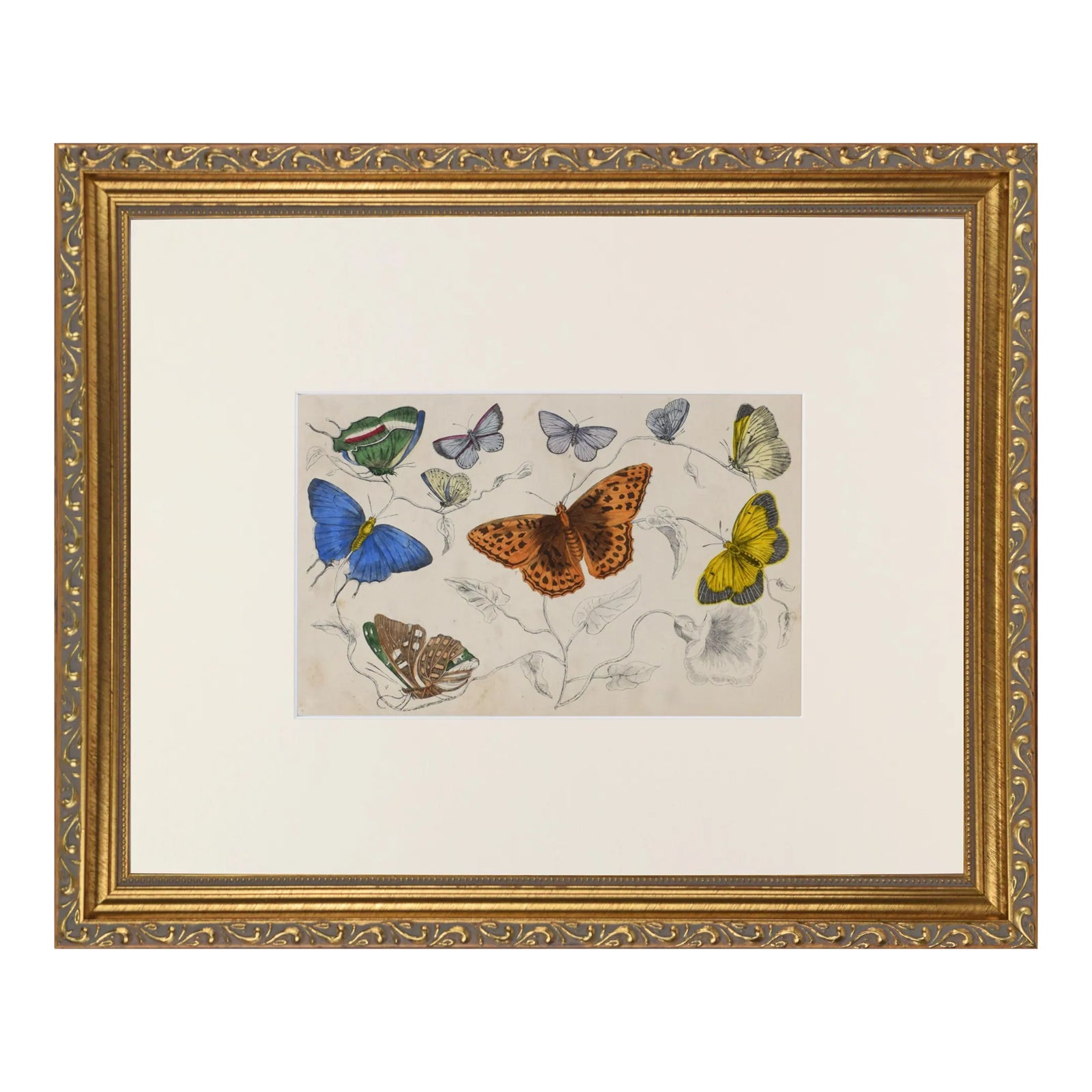 19th Century English Hand Colored Butterfly Engraving by Goldsmith ...