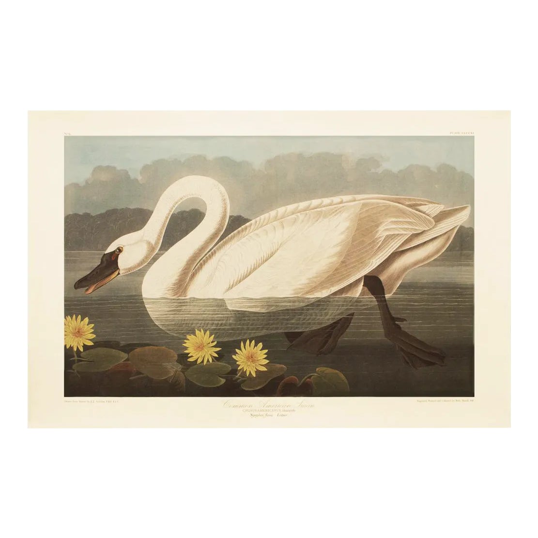 1990s American Swan by Audubon, Large Cottage Style Print | Chairish