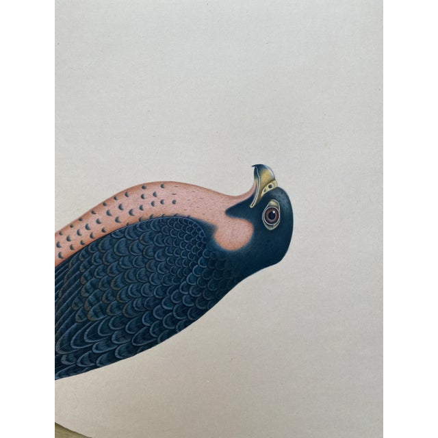 Folcon Miniature Painting on Paper , Original Hawk Artwork | Chairish