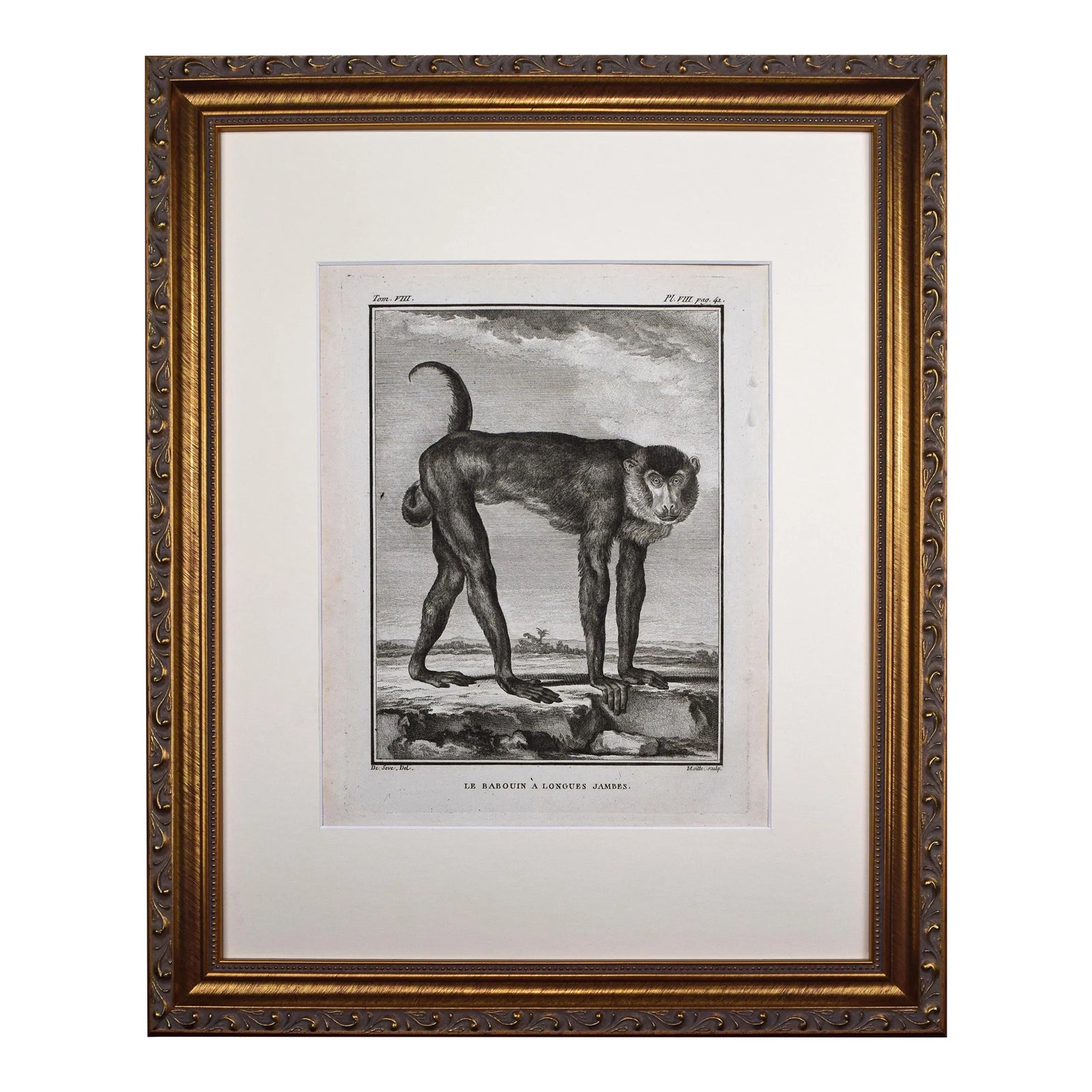 18th Century Original French Monkey Engraving by Buffon 1789 | Chairish