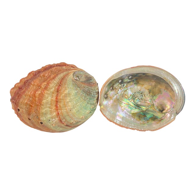 Pair of 1970s Large Polished Red Abalone Shells | Chairish