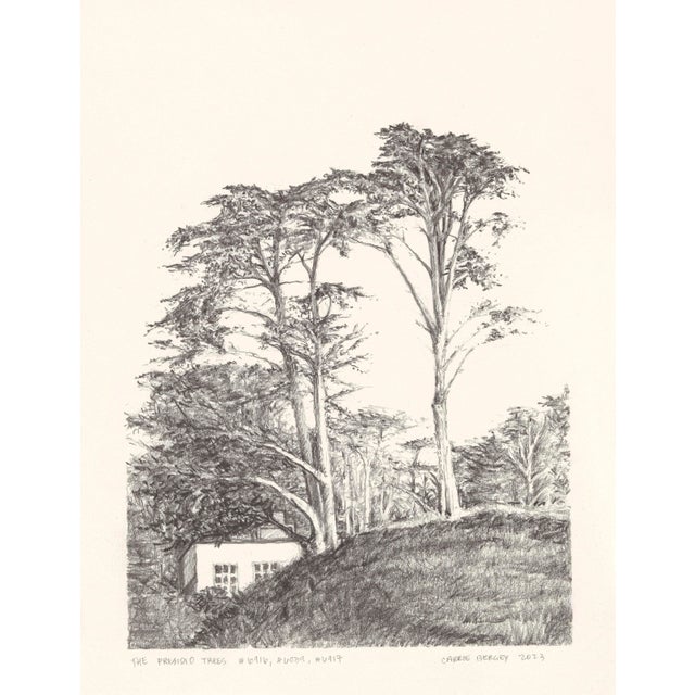 Drawing Original Presidio Trees 8*10 Landscape Pencil Art by Carrie ...