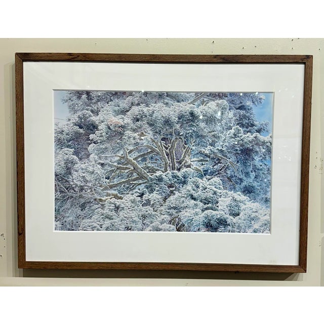 Winter, 1966 by Ernst Hass, Original Signed Photograph | Chairish