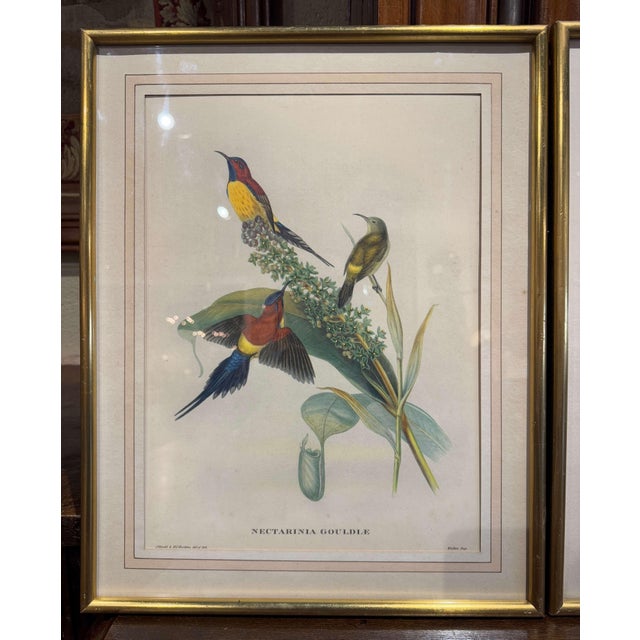 Pair of 19th Century John Gould, H. C. Richter Hand-Colored Bird ...