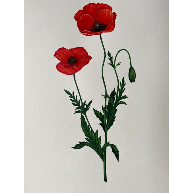 Realistic Poppy Still Life Botanical Painting , Red Poppy Original ...