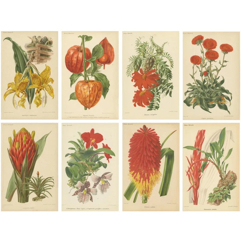 Vintage Botanical Illustrations from Revue Horticole, 1855, Set of 8 ...