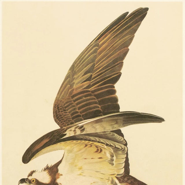 Fish Hawk by Audubon, 1966 Full-Color Reproduction Print | Chairish