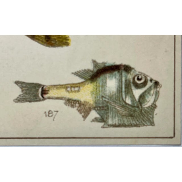 Antique Fish Print From England Featuring a Pike, Sharpchin Barracudina ...
