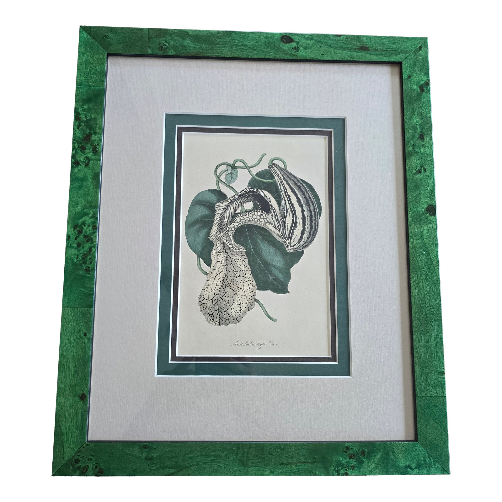 Vintage Framed Aristolochia Botanical Print in Emerald Faux Burl Frame ...