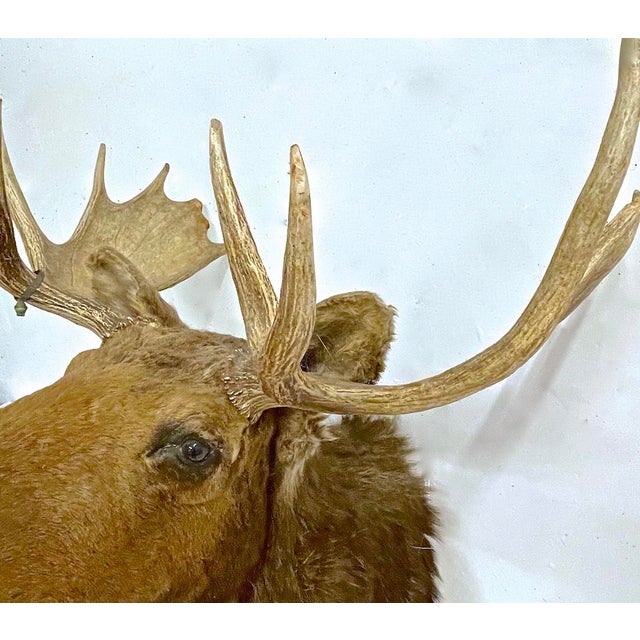 Antique North American Moose Shoulder Mount | Chairish