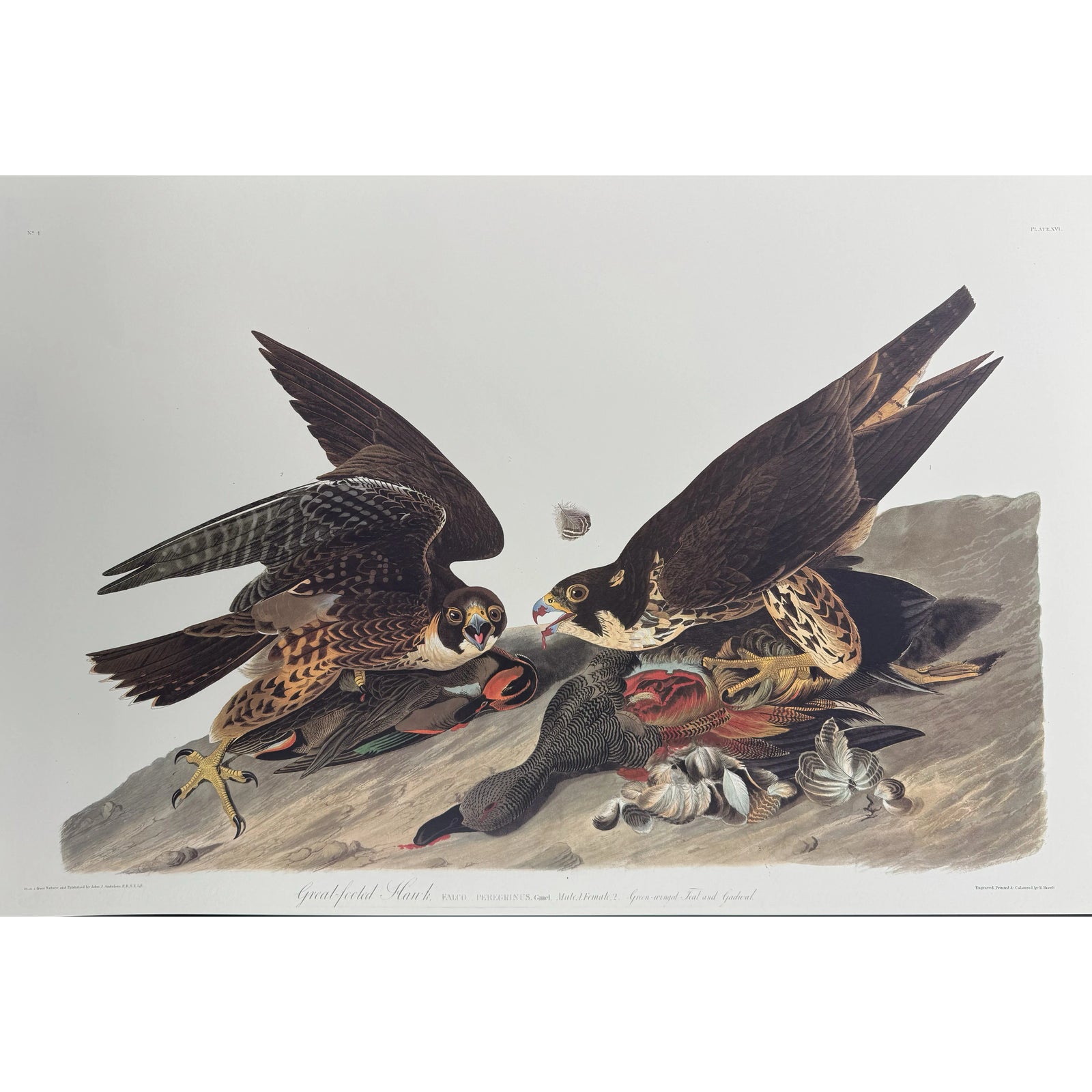 Large Rare Audubon Abbeville Edition Birds of America Print - Great ...