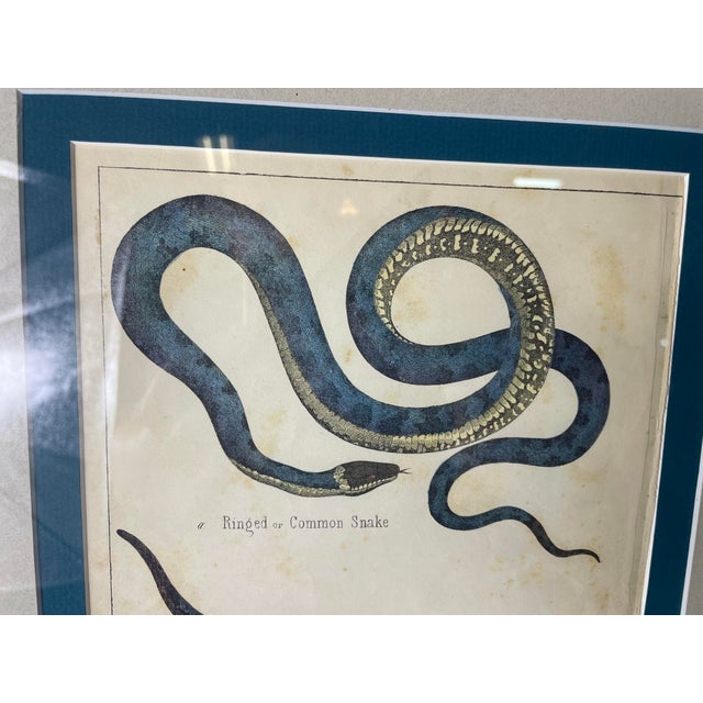 Antique Engraving 19th Century of Snakes by Jacob Ferdinand Schreiber ...