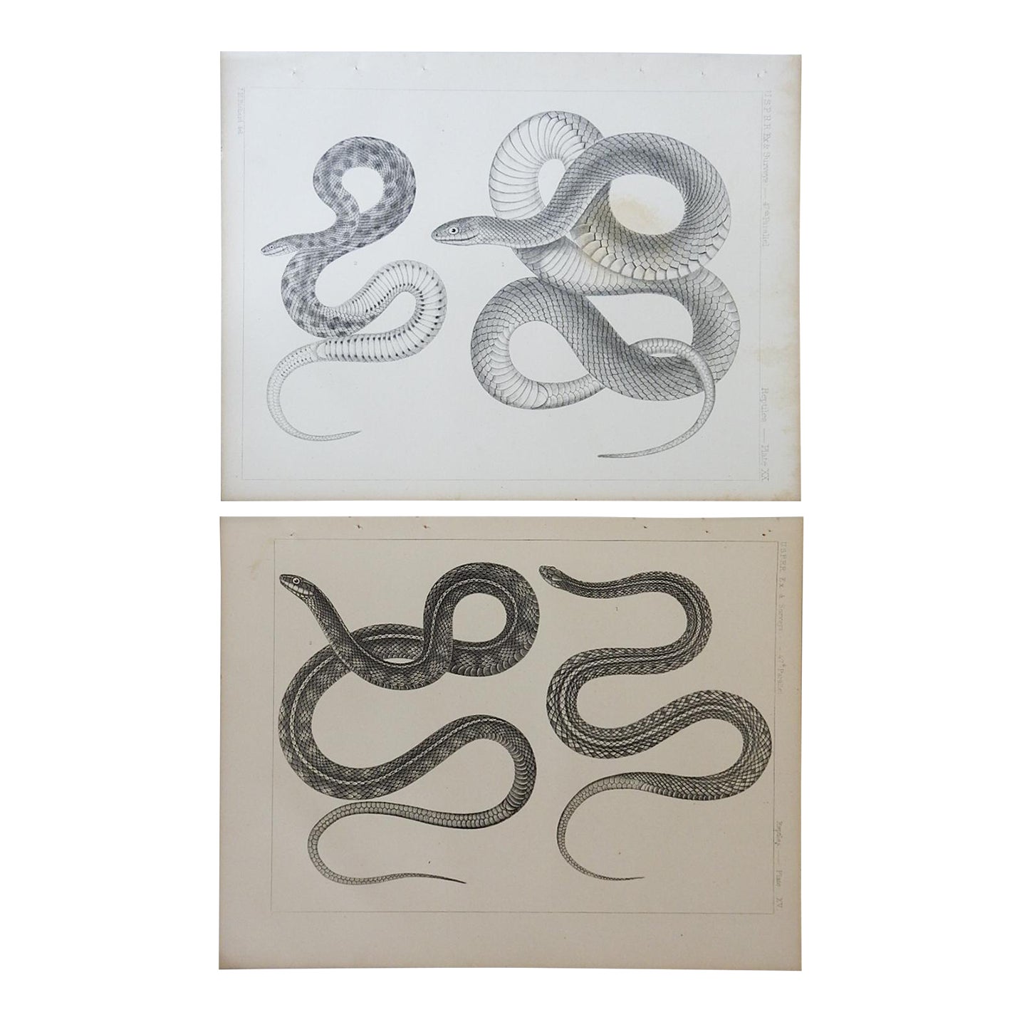 Mid 19th Century Us Pacifc Railroad Snakes Lithograph Book Plate - A ...