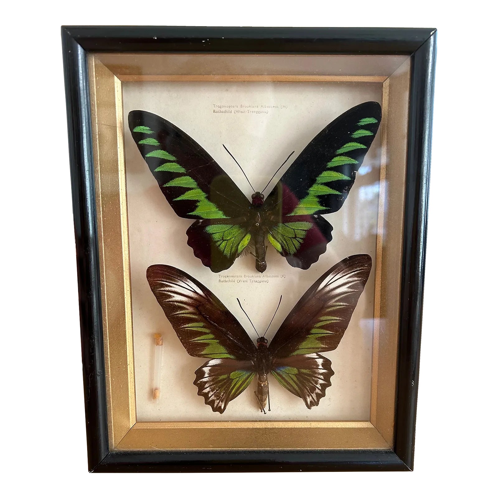 Vintage Real Butterfly Specimens in Shadow Box - Male & Female ...