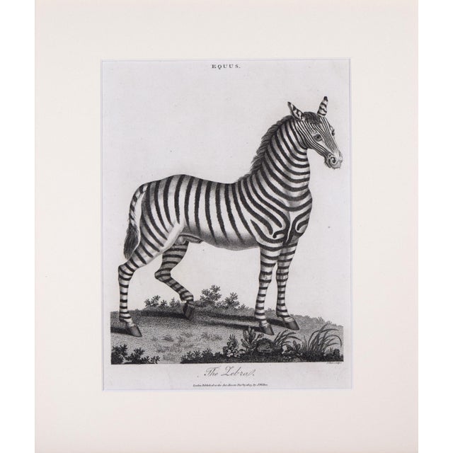 Early 19th C Antique Zebra Engraving for Londonesis by John Wilkes ...