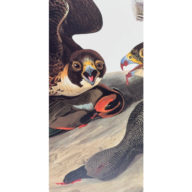 Large Rare Audubon Abbeville Edition Birds of America Print - Great ...