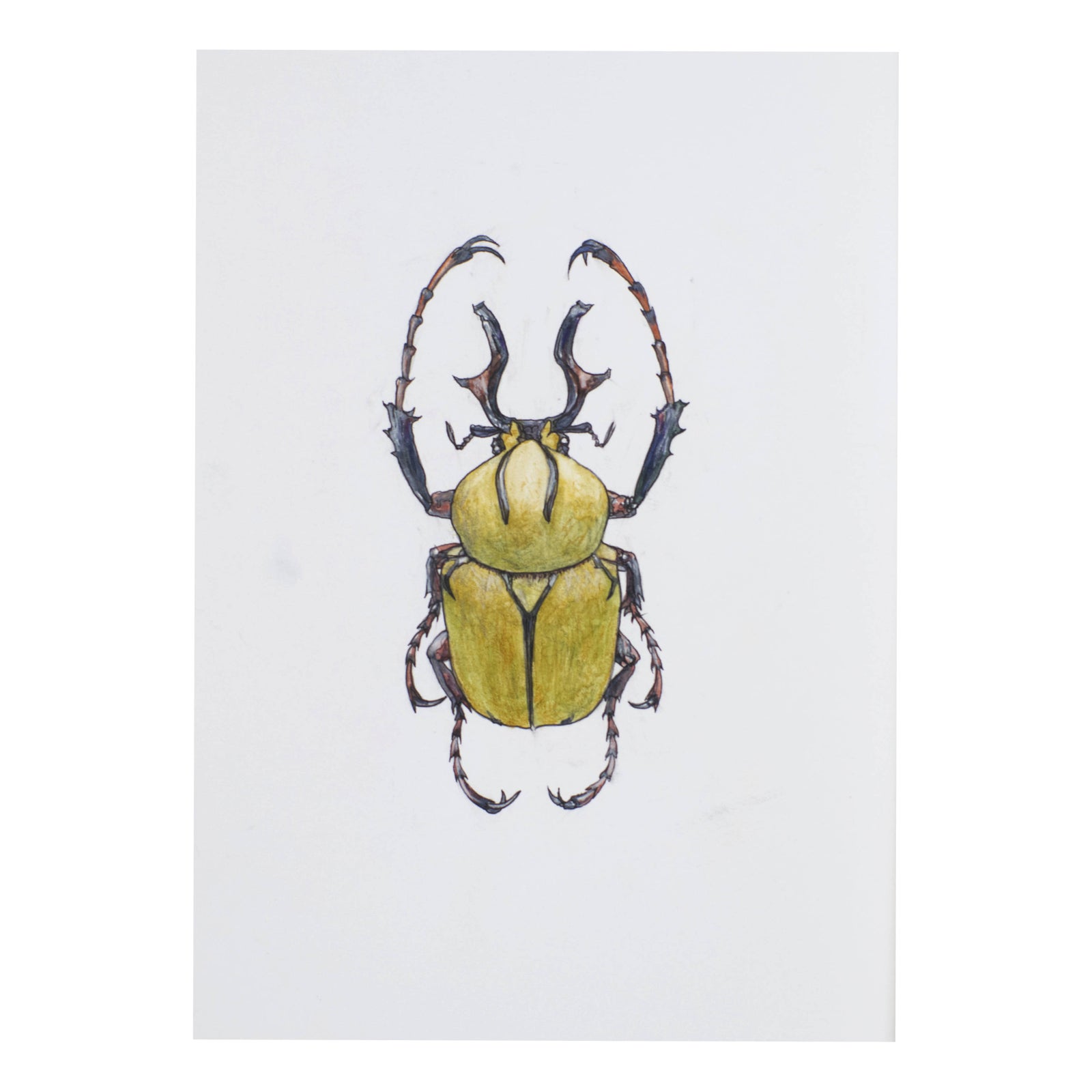 Juris Utans, Yellow Stinger Beetle, 2021, Mixed Media on Paper | Chairish