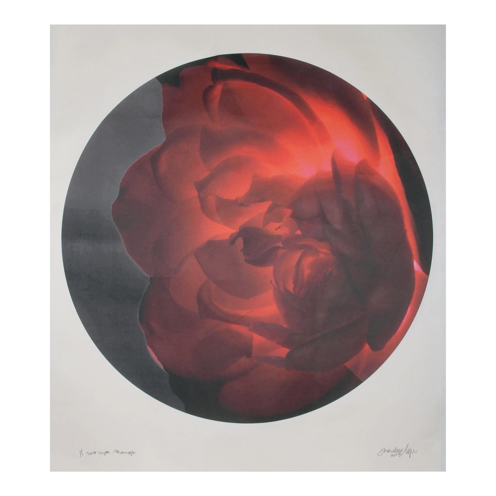 Red Flower Tondo, Jonathan Singer, Photography | Chairish
