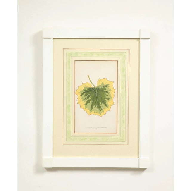 Edward Joseph Lowe Botanical Prints 1861- Set of 6 | Chairish