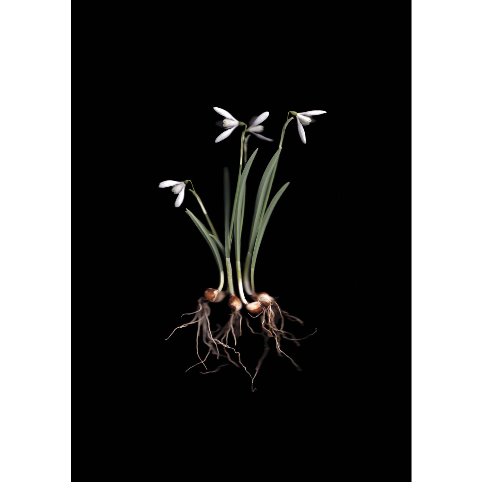 Contemporary Snowdrop Botanical Photograph by Francesca Wilkinson ...