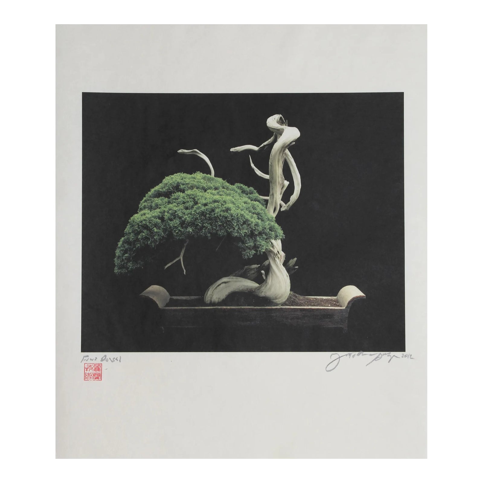 Bonsai #6, Jonathan Singer, Photography | Chairish