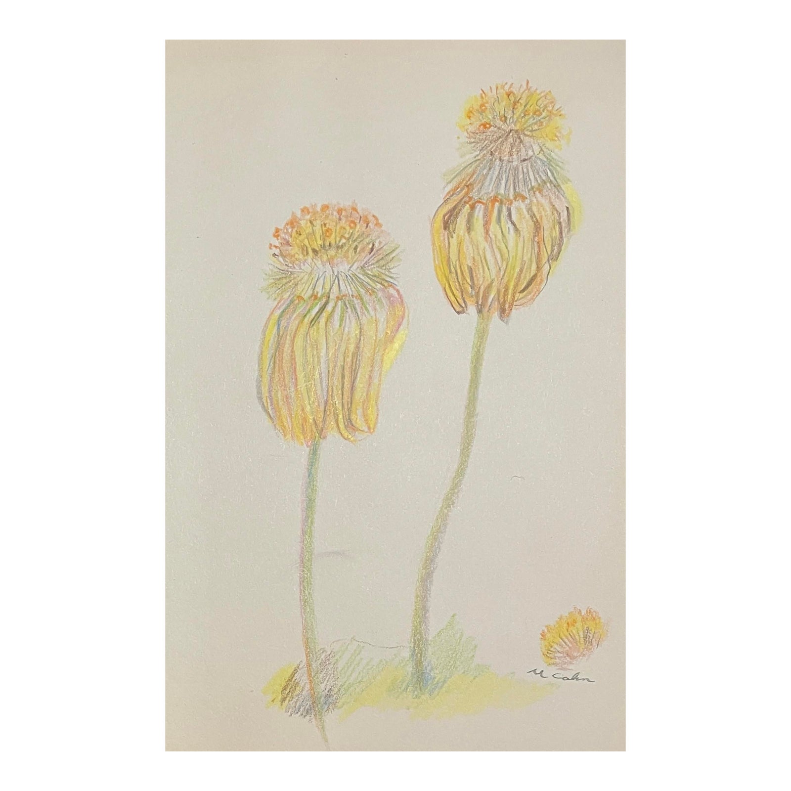 1970s Myriam Cahn Floral Drawing | Chairish