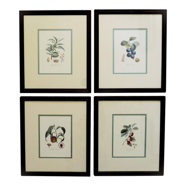 Set of 4 Vintage French Botanical Framed Fruit Lithograph Prints | Chairish