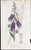 Antique Hand-Colored Botanical Print by the Sowerby Family — English ...