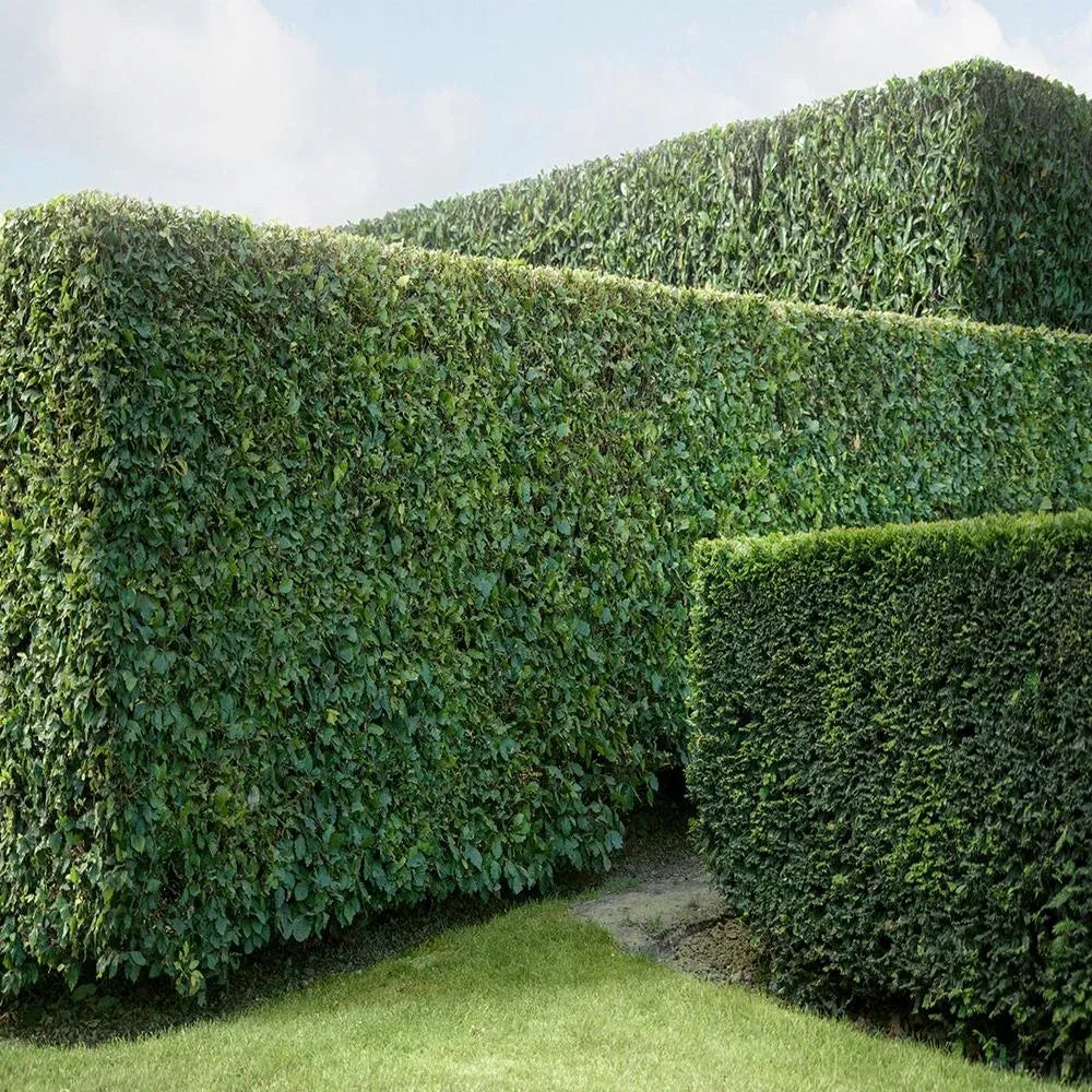 "Hedge #10" Contemporary Original Landscape Photograph by Carol Erb ...