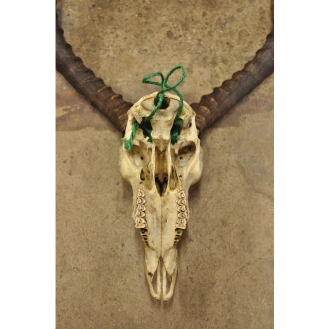 Vintage Impala African Antelope Cranium Skull Horn Mount Wall Taxidermy ...