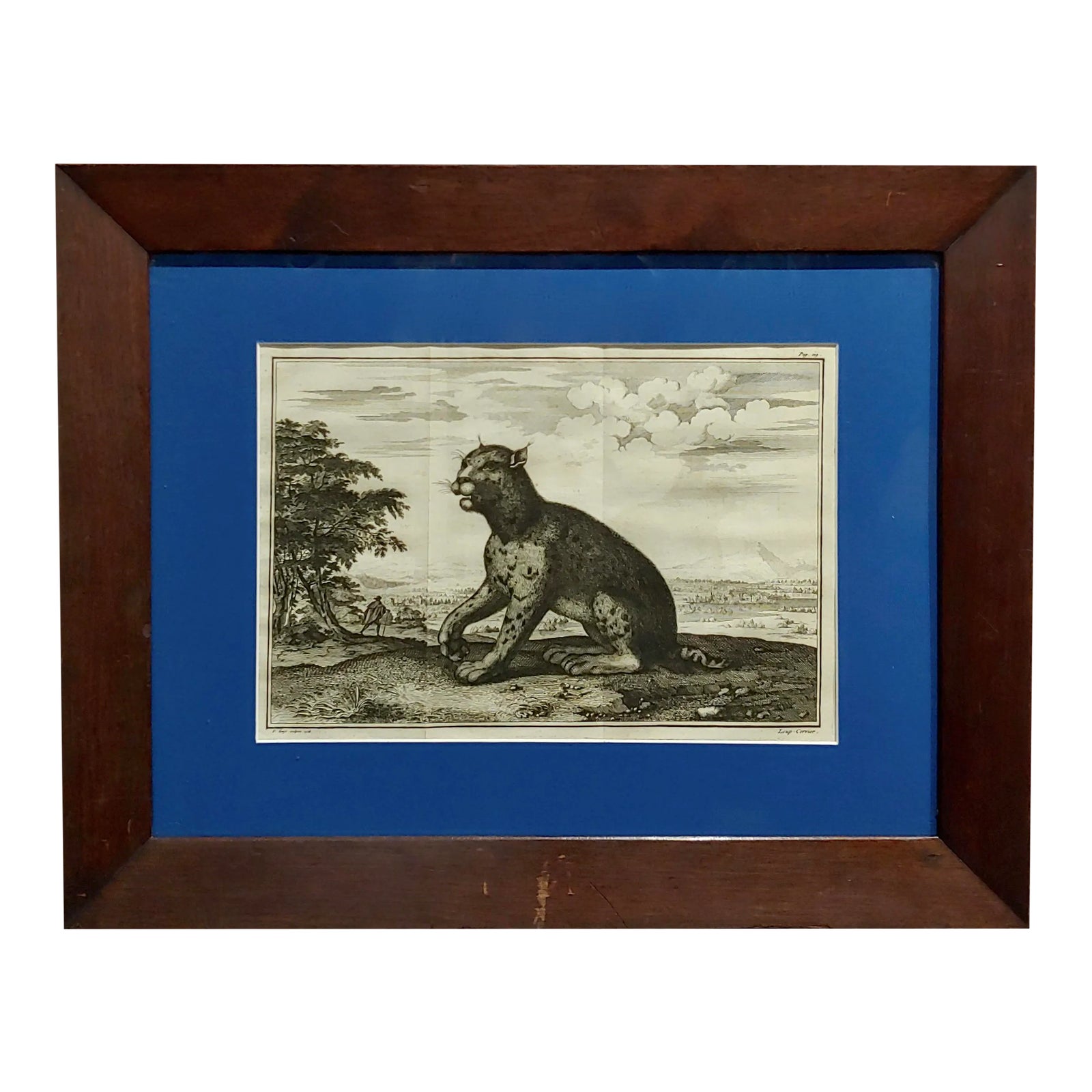 1728 Antique Pieter Tanjé Loup Cervier Original Dutch Engraving of a ...