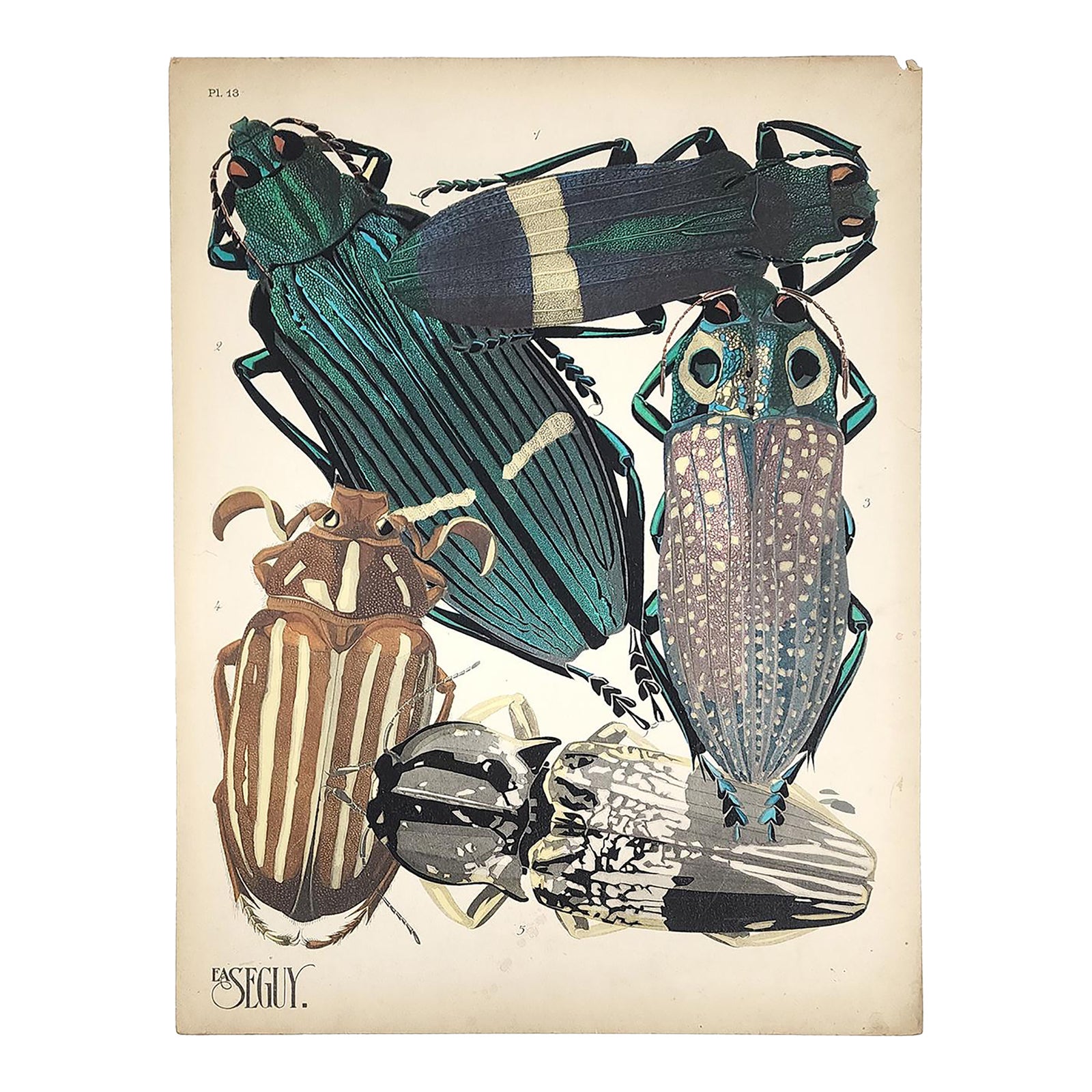 Original Seguy Insect From 1924 Antique Pochoir Plate #13 | Chairish