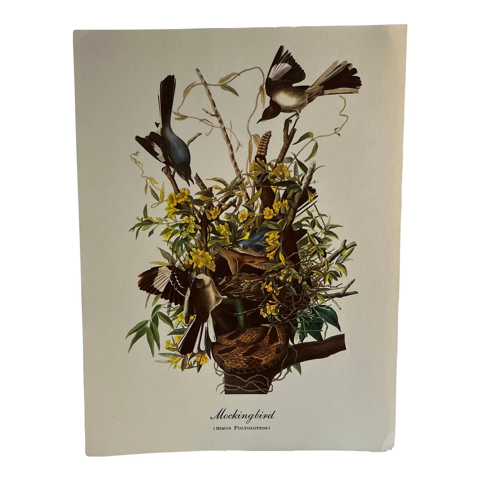 1960s After Audubon Mockingbird Print | Chairish