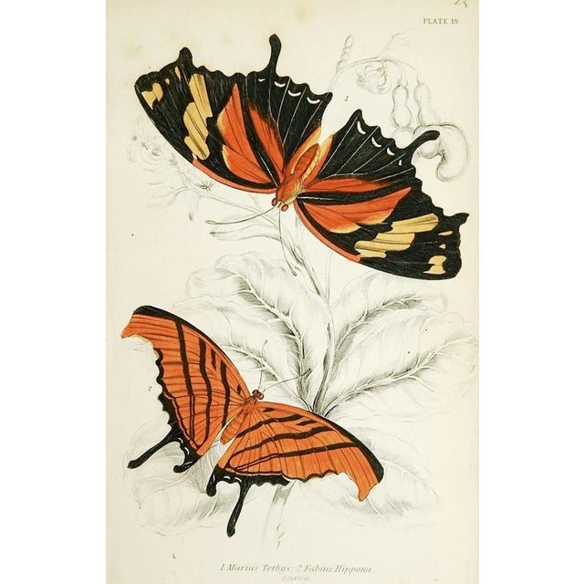 Butterfly Engraving Prints by William Lizars - a Pair | Chairish