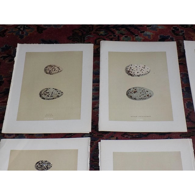 Authentic Antique 19th Century Hand Colored Egg Lithographs - Set of 12 ...
