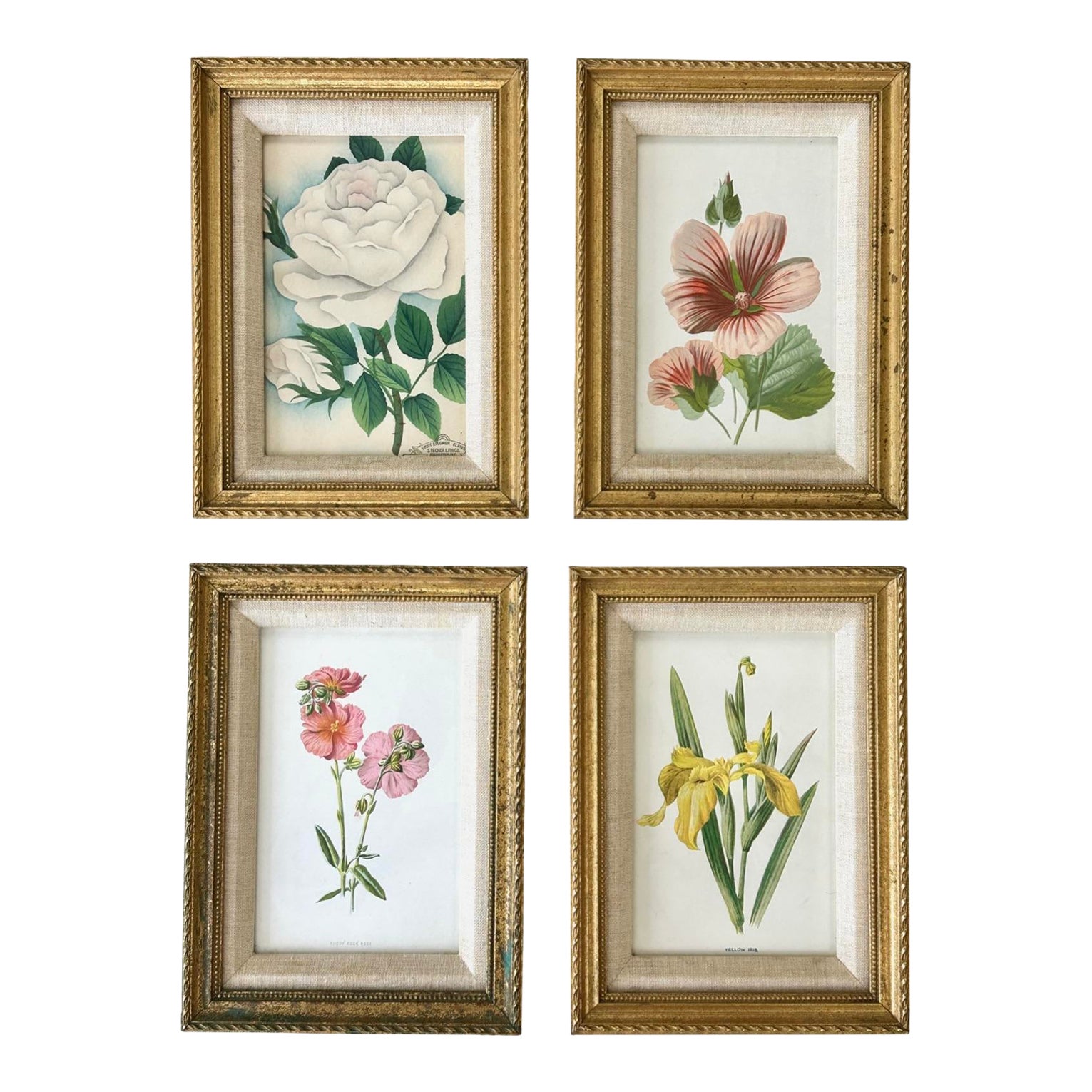 Antique Victorian Botanical/Floral Prints in Gilt Frame (Set of Four ...